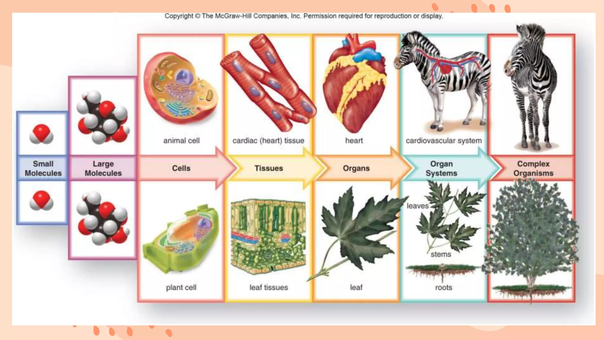Organ System Of Different Animals