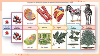 ORGAN SYSTEM.pptx