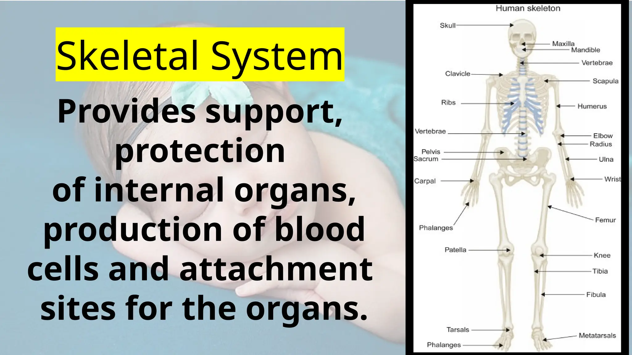 organ system.pptx................................. | PPTX