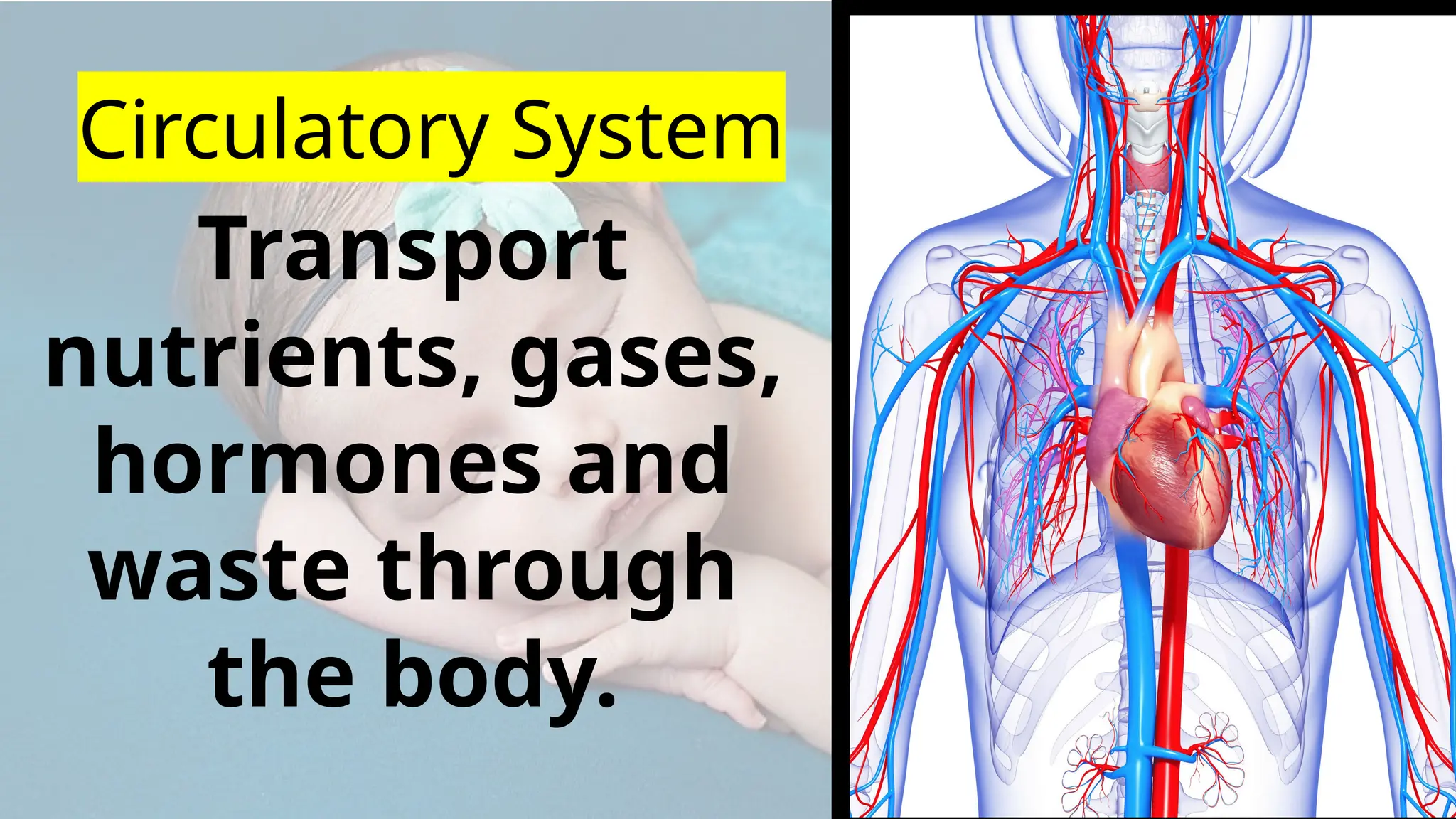 organ system.pptx................................. | PPTX