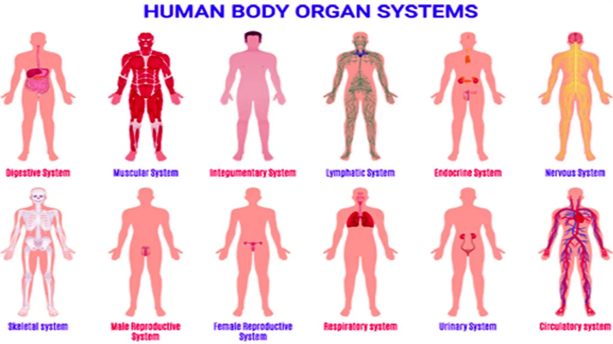 organ system.pptx................................. | PPTX
