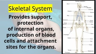 organ system.pptx................................. | PPTX