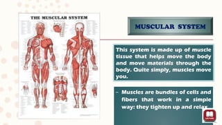 Organ System.pptx powerpoint presentation | PPTX