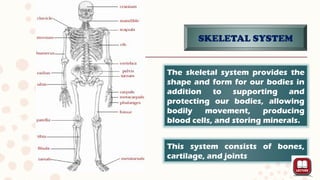 Organ System.pptx powerpoint presentation | PPTX
