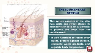 Organ System.pptx powerpoint presentation | PPTX