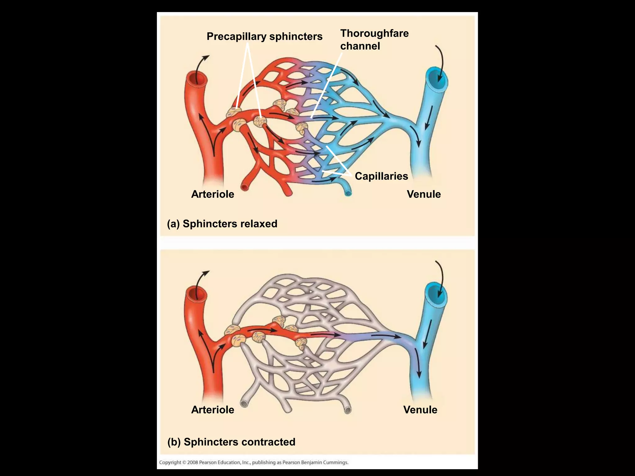 Organ system for internal transport (circulatory system) | PPTX