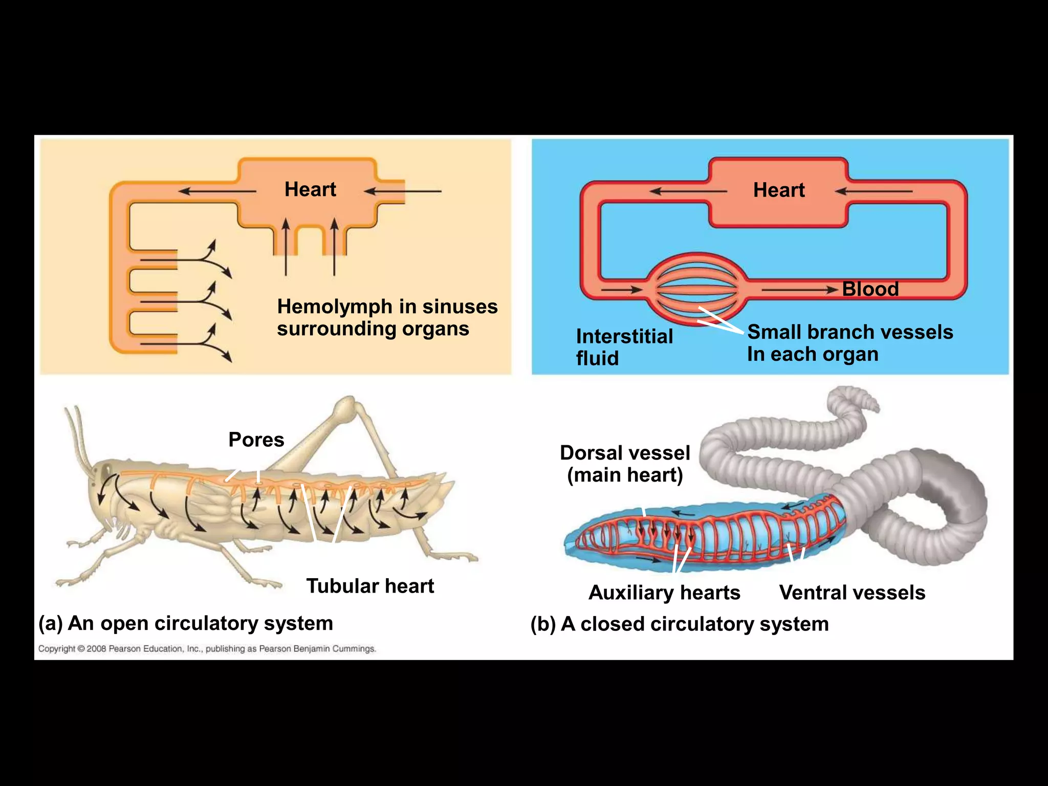 Organ system for internal transport (circulatory system) | PPTX