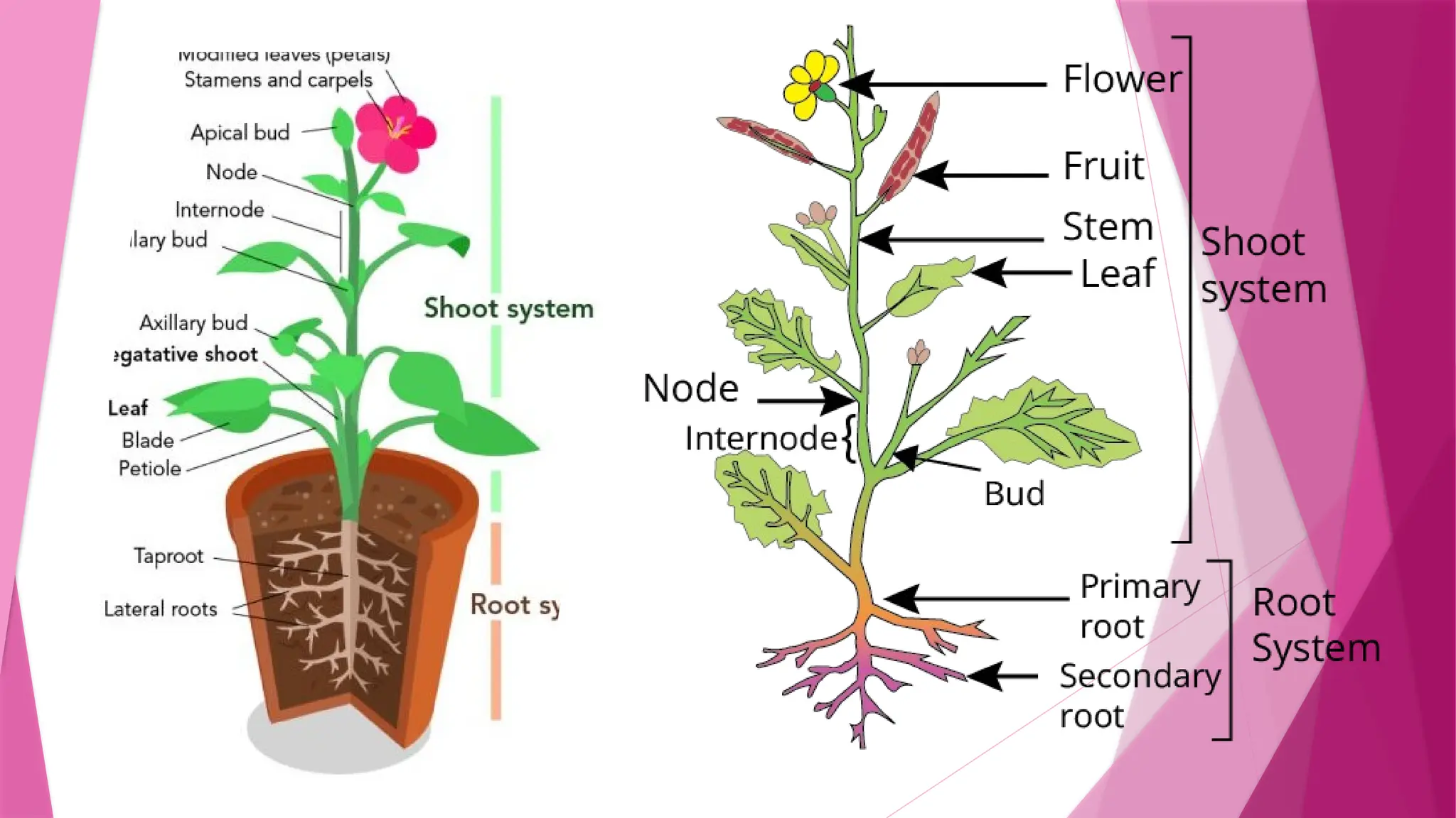 organ system of plants SCIENCE 7 .pptx