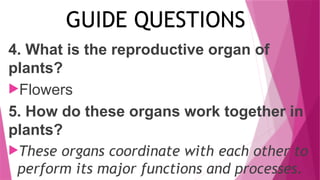 organ system of plants SCIENCE 7 .pptx