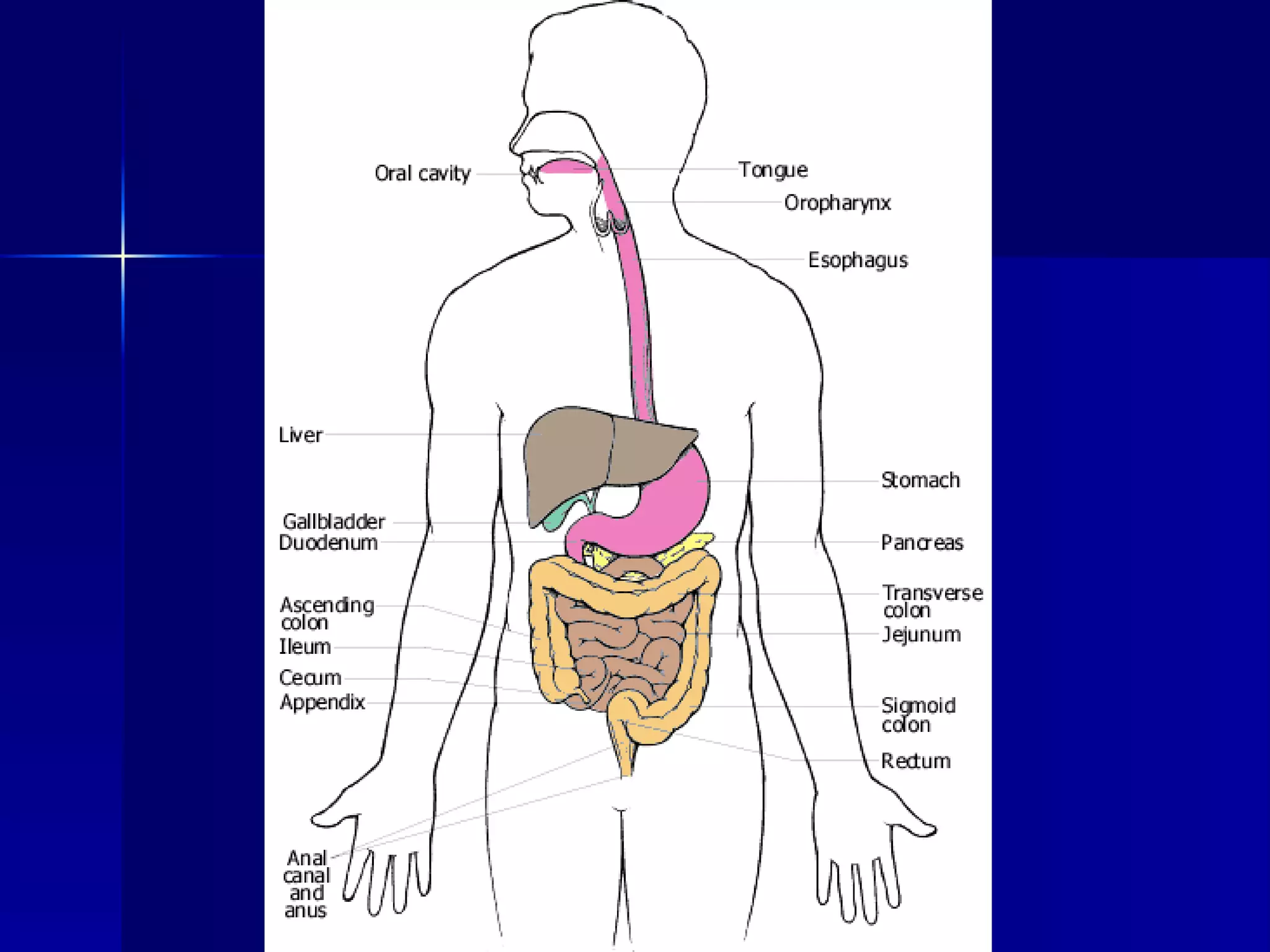 Organ system overview | PPT