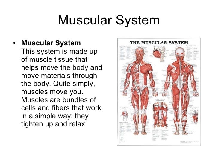 Organ systems