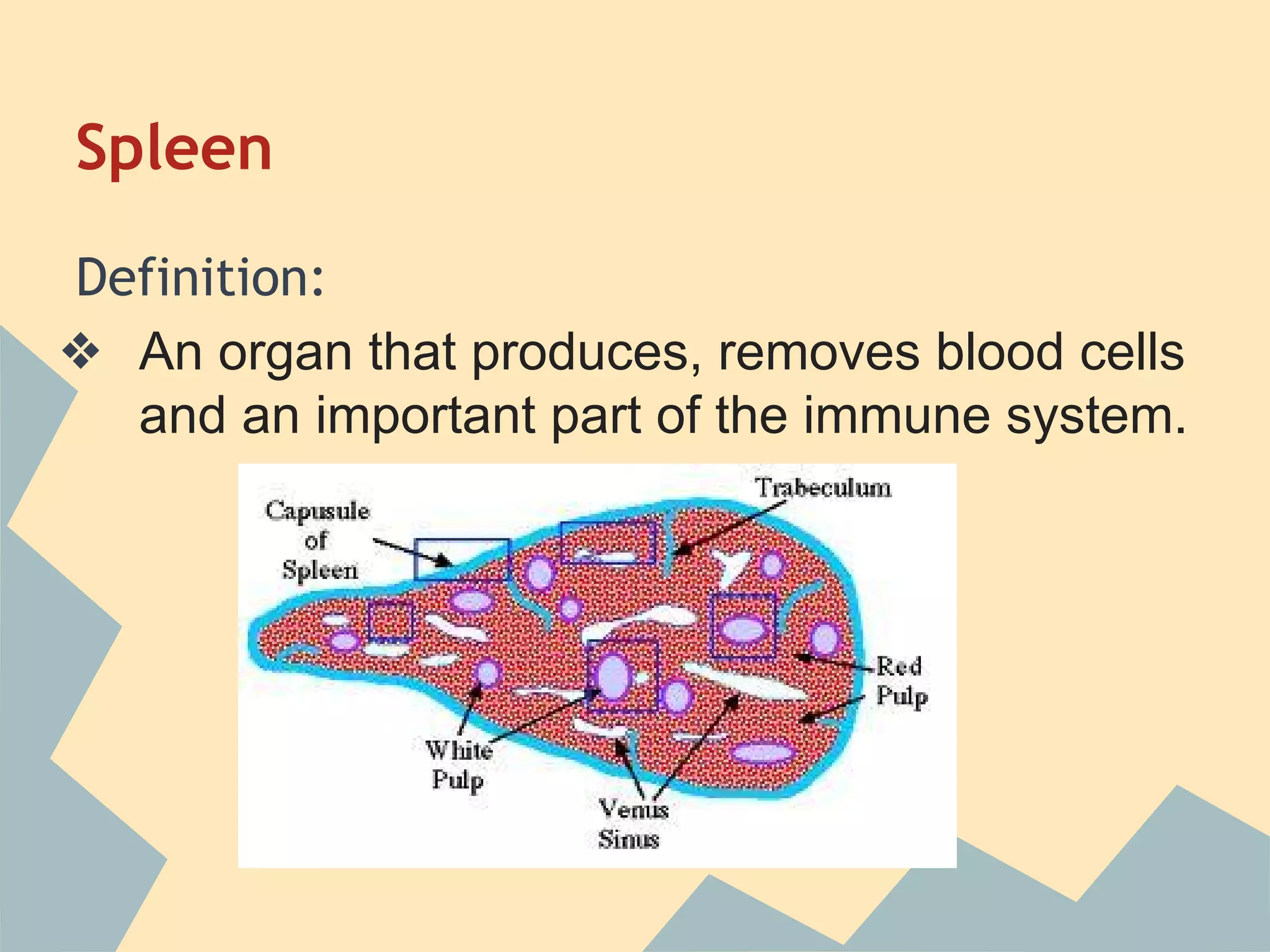 Organ systems in the Human Body | PDF