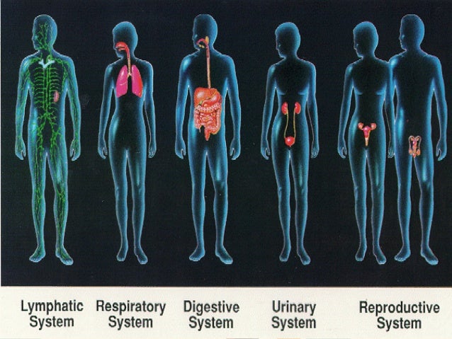 human anatomy organs