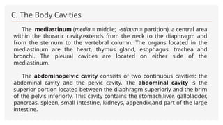 Organ Systems and Cavities. powerpoint presentation | PPTX