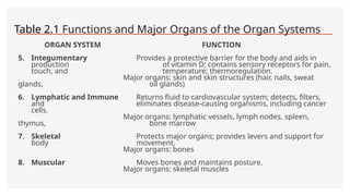 Organ Systems and Cavities. powerpoint presentation | PPT