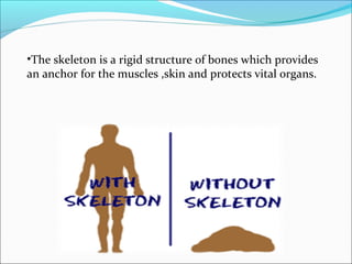 Organ systems of human body | PPT