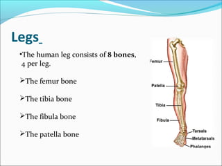 Organ systems of human body | PPT