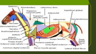 LIFE SCIENCEORGAN SYSTEMS OF ANIMALS.pptx