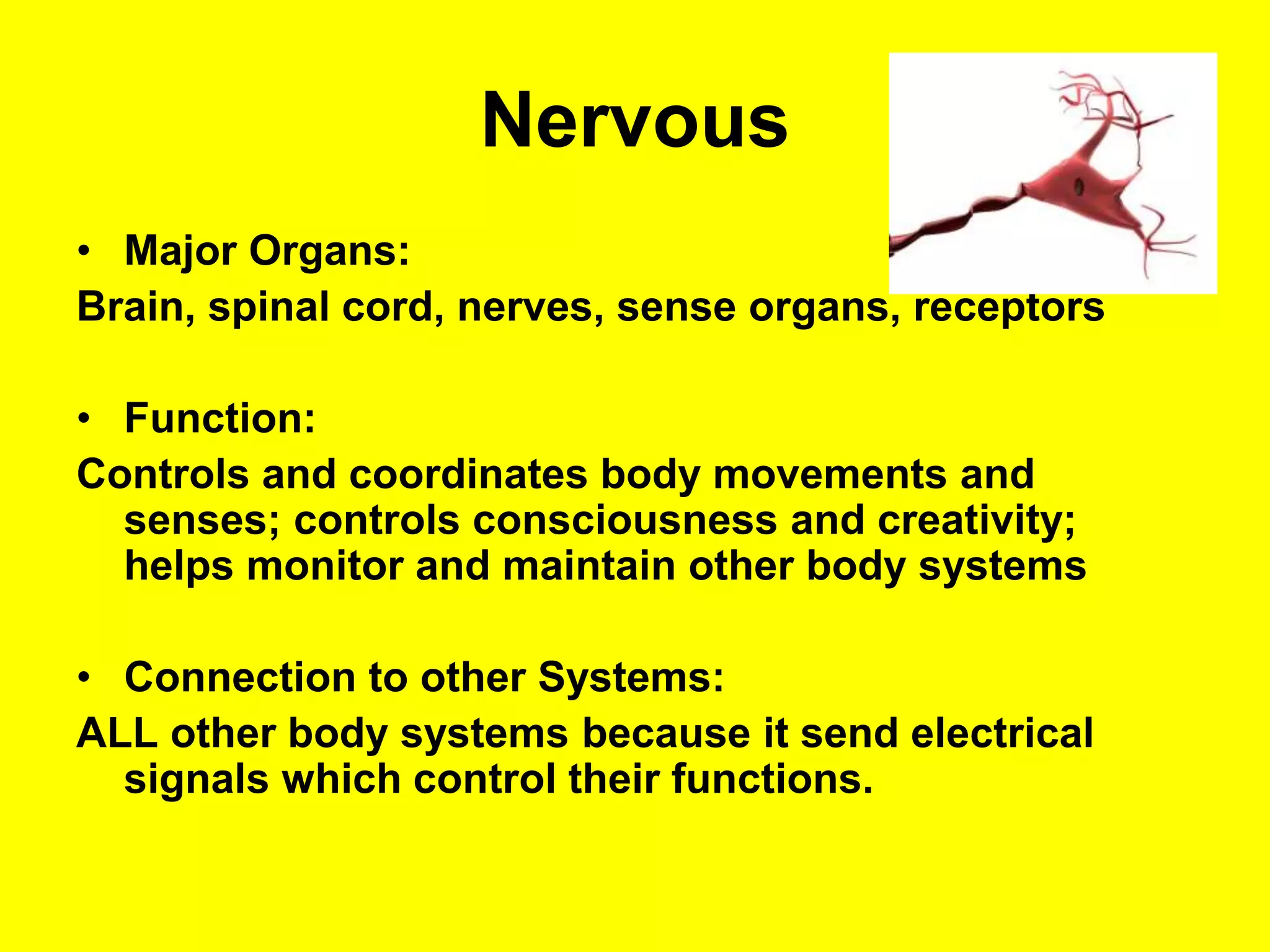 Organ systems of the body and their functions | PPT