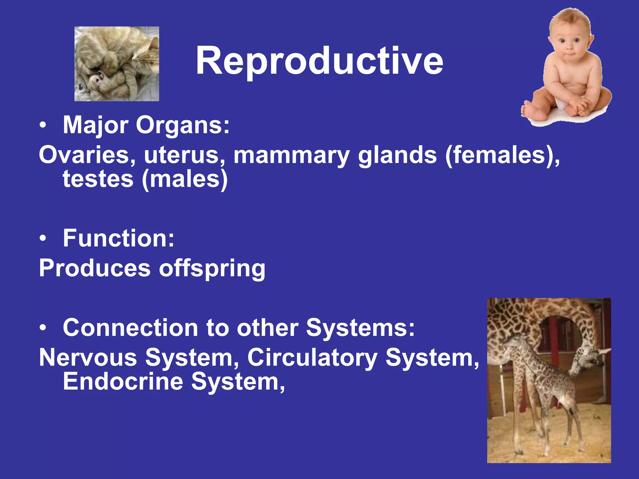 Organ systems of the body and their functions | PPT