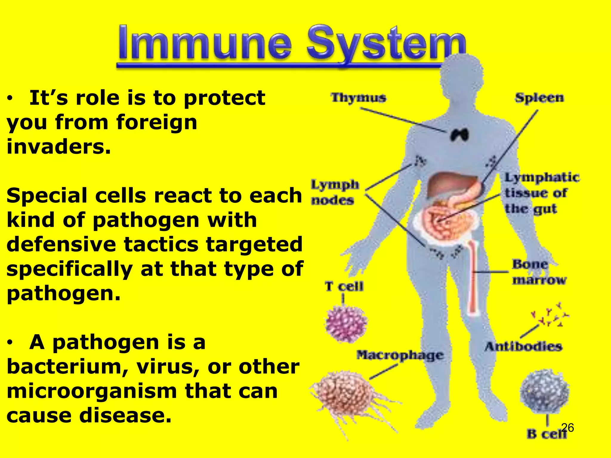 Organ systems of the body and their functions | PPT