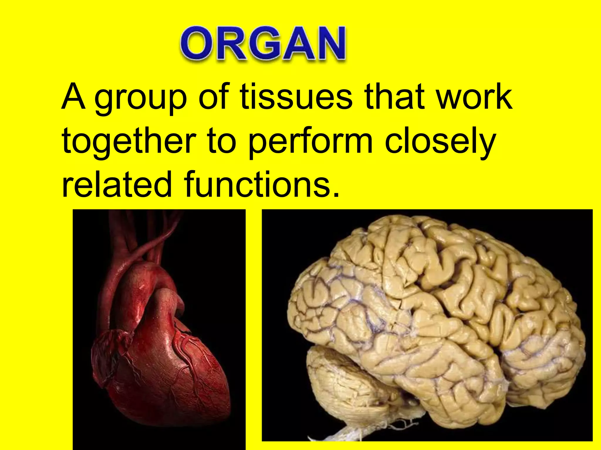 Organ systems of the body and their functions | PPT