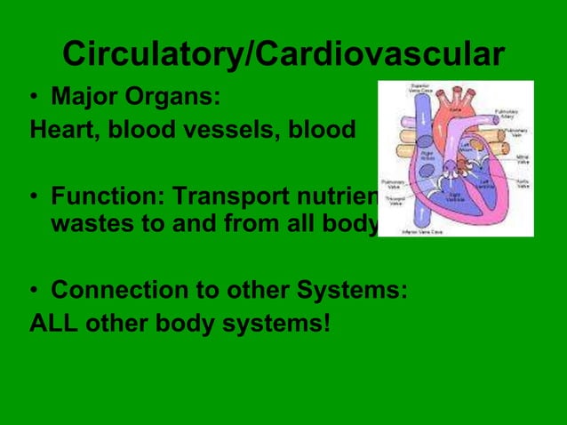 Organ systems of the body and their functions | PPT | Endocrine and ...