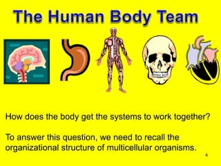 Organ systems of the body and their functions | PPT