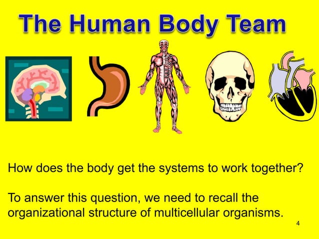 Organ systems of the body and their functions | PPT | Endocrine and ...