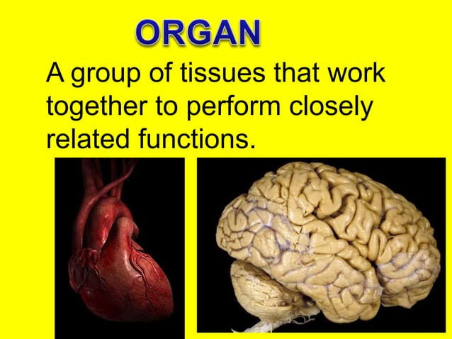 Organ systems of the body and their functions | PPT | Endocrine and ...