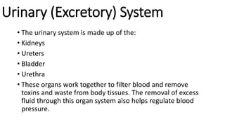 the different ORGAN SYSTEMS OF THE HUMAN BODY.pptx