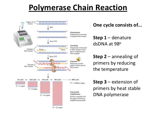 Organ transplantation and the hla system lecture