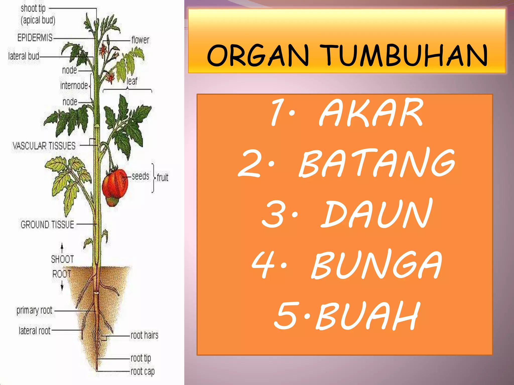 Organ Tumbuhan | PPTX