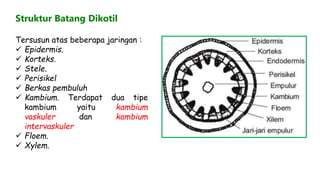organ tumbuhan.pptx