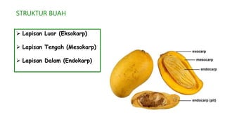 organ tumbuhan.pptx