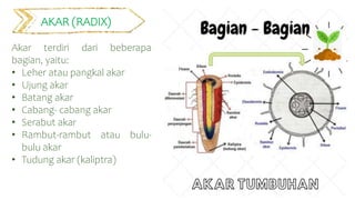 organ tumbuhan.pptx