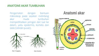 organ tumbuhan.pptx