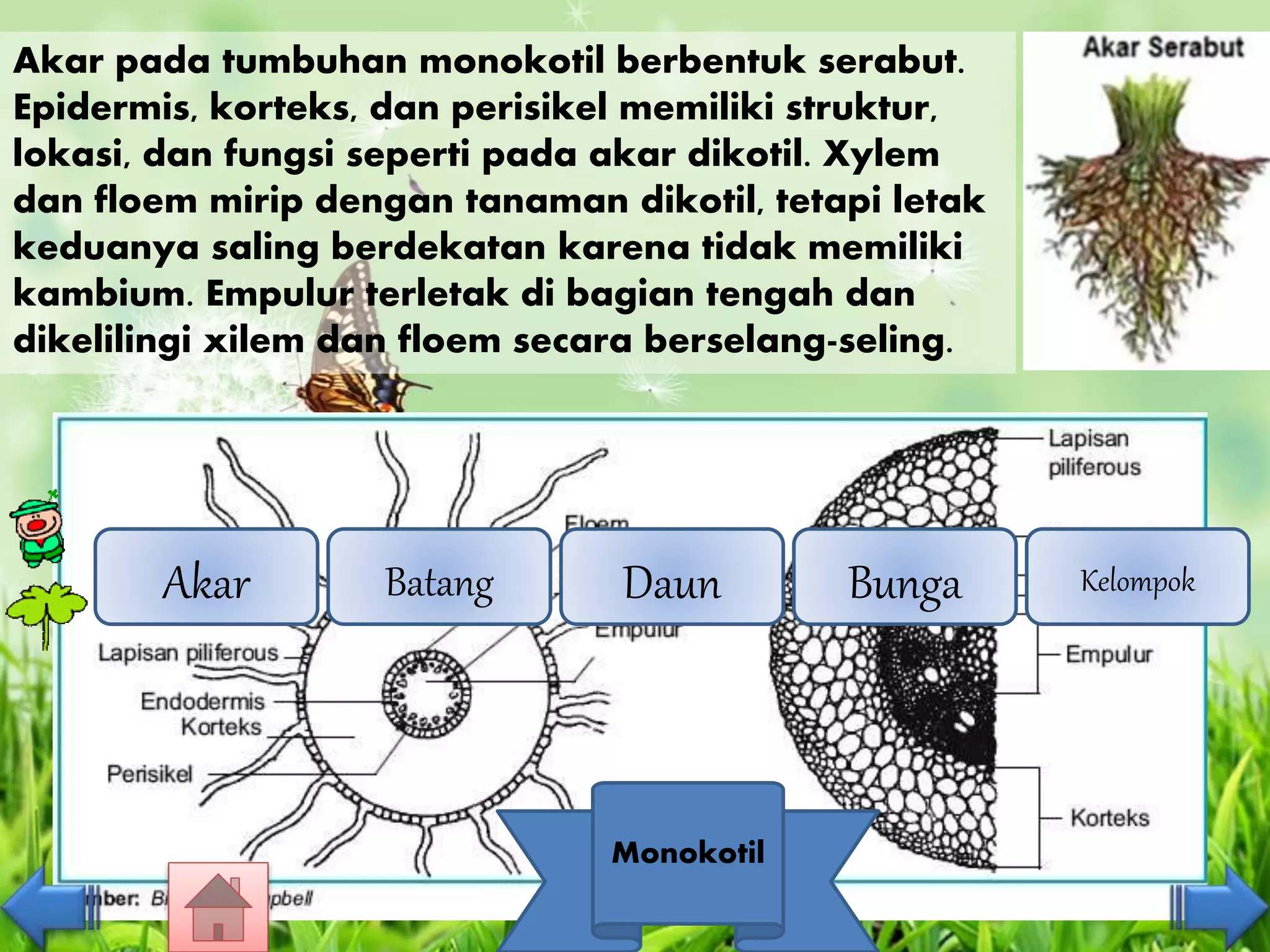 Organ Tumbuhan Dikotil dan Monokotil | PPTX