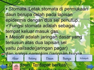 Organ Tumbuhan Dikotil dan Monokotil | PPTX