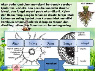 Organ Tumbuhan Dikotil dan Monokotil | PPTX
