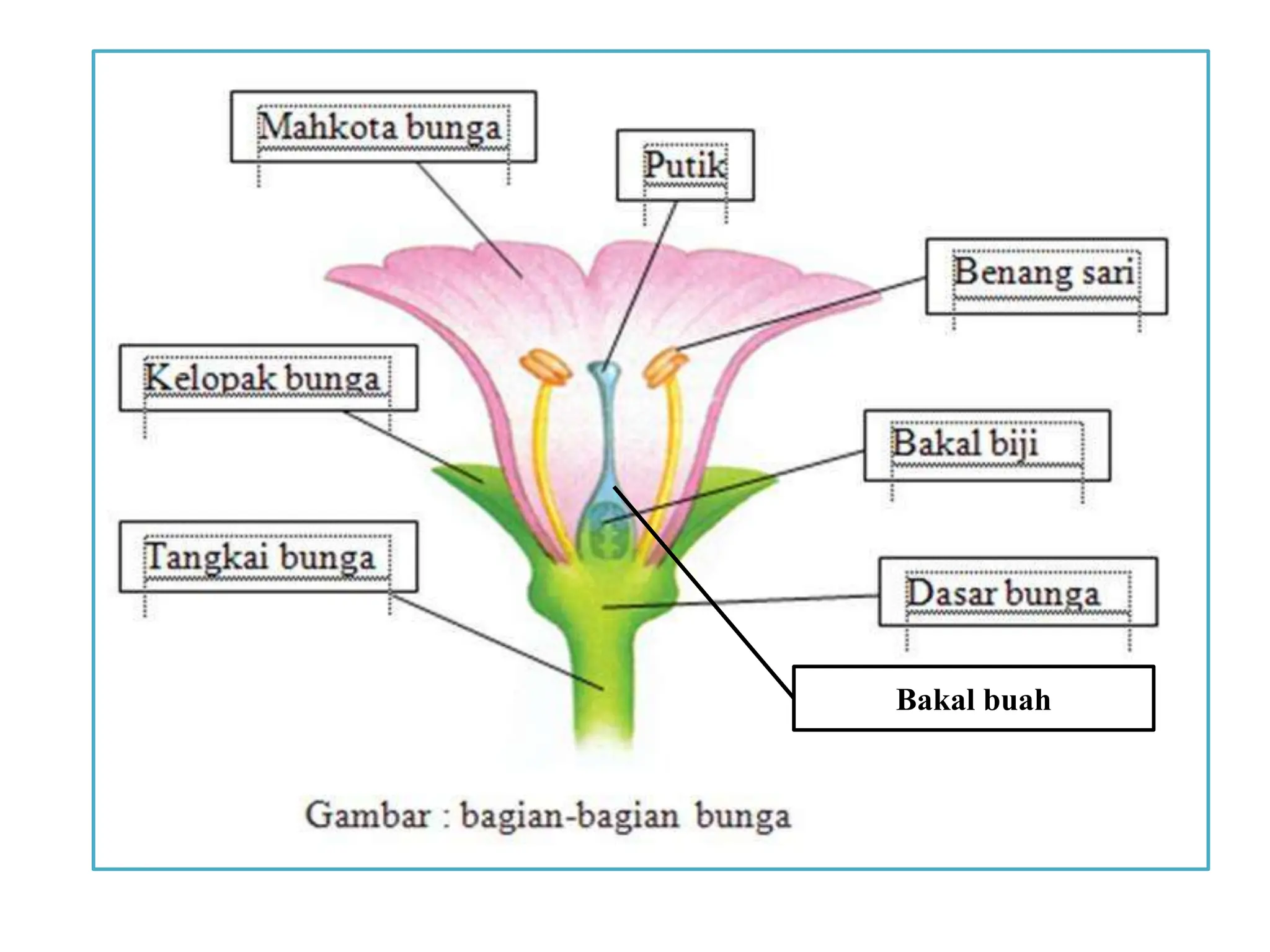 ORGANUM REPRODUCTIVUM (Bag 1. Bunga).pptx