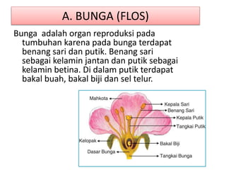 ORGANUM REPRODUCTIVUM (Bag 1. Bunga).pptx