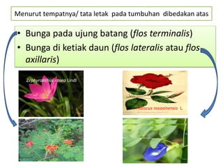 ORGANUM REPRODUCTIVUM (Bag 1. Bunga).pptx