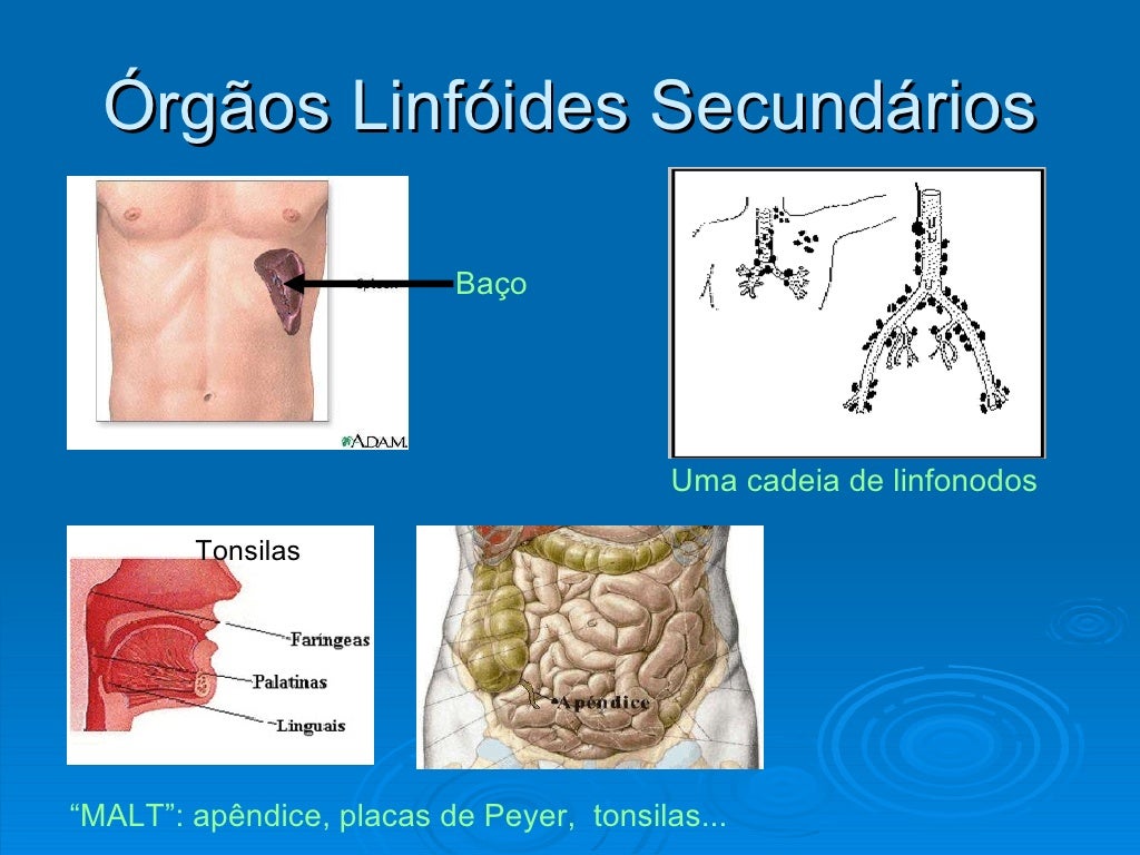 Quais São Os órgãos Linfoides - FDPLEARN