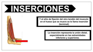 Miología, origen, inserciones y acciones musculares | PPTX