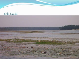 Shifting to Organic Agriculture- Adat Model | PPTX