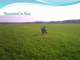Shifting to Organic Agriculture- Adat Model | PPTX