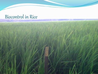 Shifting to Organic Agriculture- Adat Model | PPTX