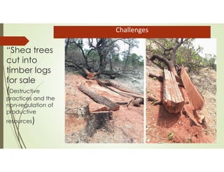 NTFPs value chain development as an entry point to sustainable ...