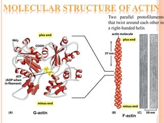 Orginagition and role of cytoskeleton | PPTX